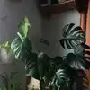 best indoor plants: Large indoor plants that don't need sunlight
