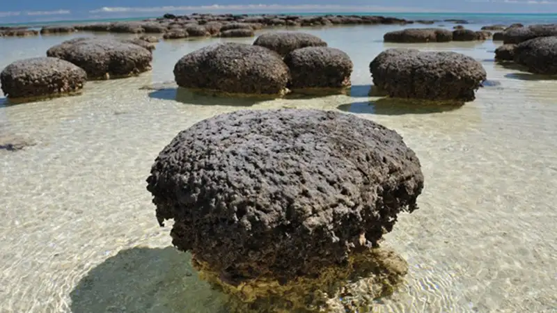 Oldest Known Life Form On Earth - The Earth Images Revimage.Org