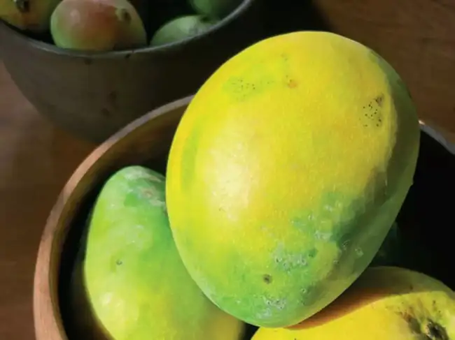 Mango: From champagne to Bishop mangoes, tracing the 'holy' origins of ...