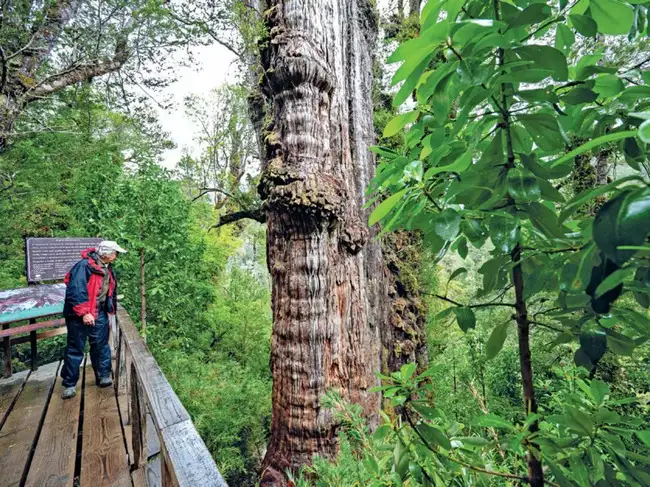 world oldest Tree: 5,000-year-old 'Great Grandfather' tress is ...