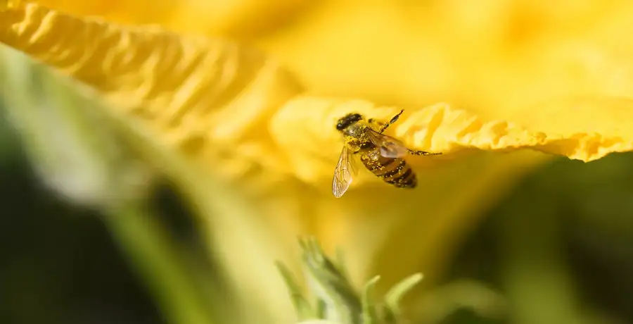 honeybee: To be(e) or not to be? Here are some incredible facts about ...