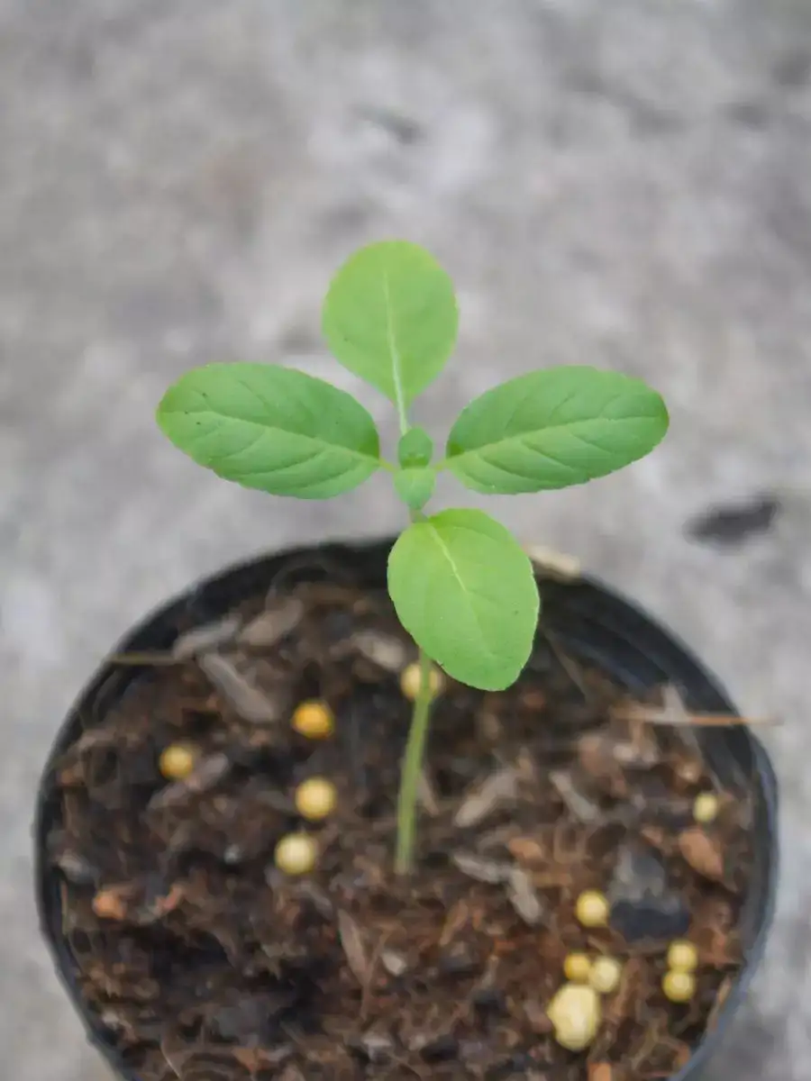 Create An Auspicious Atmosphere: Vastu Tips For Placing Tulsi In Your ...