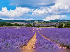 The 'purple revolution': Here's everything decoded about this fragrant ...