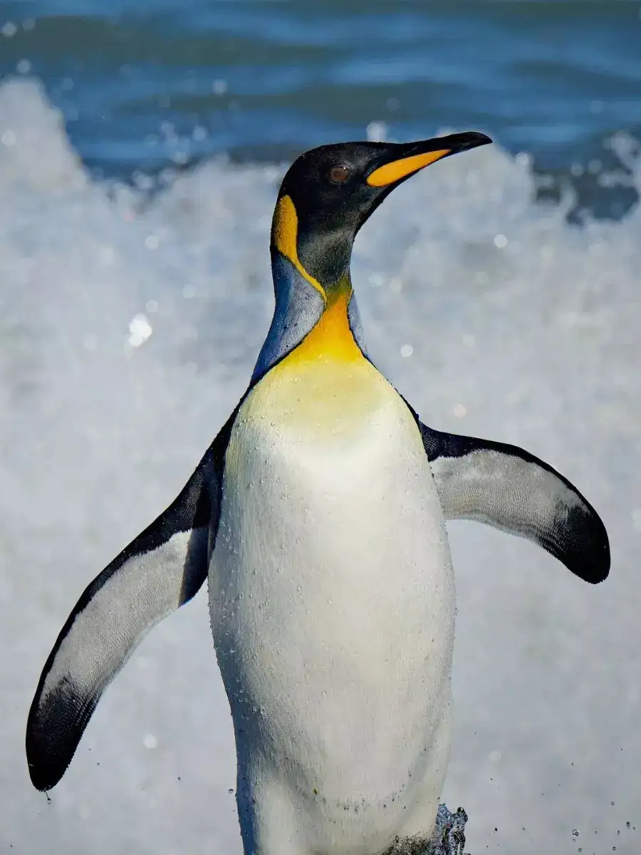 Birds Uncovered: 9 Astonishing Secrets Of The Avian World | NewsPoint