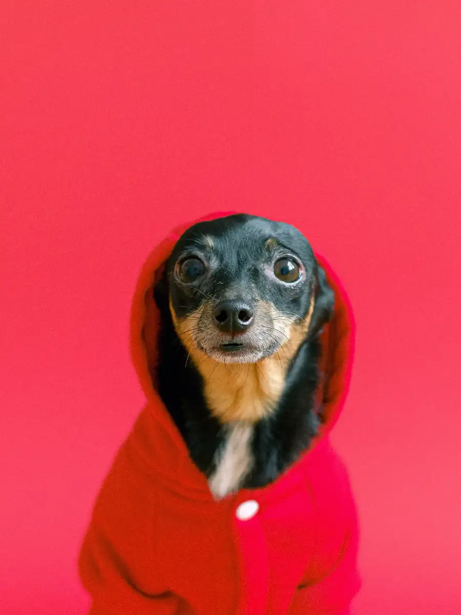 Unveiling The Enigmatic World Of Dogs: 10 Stunning And Unknown Facts ...