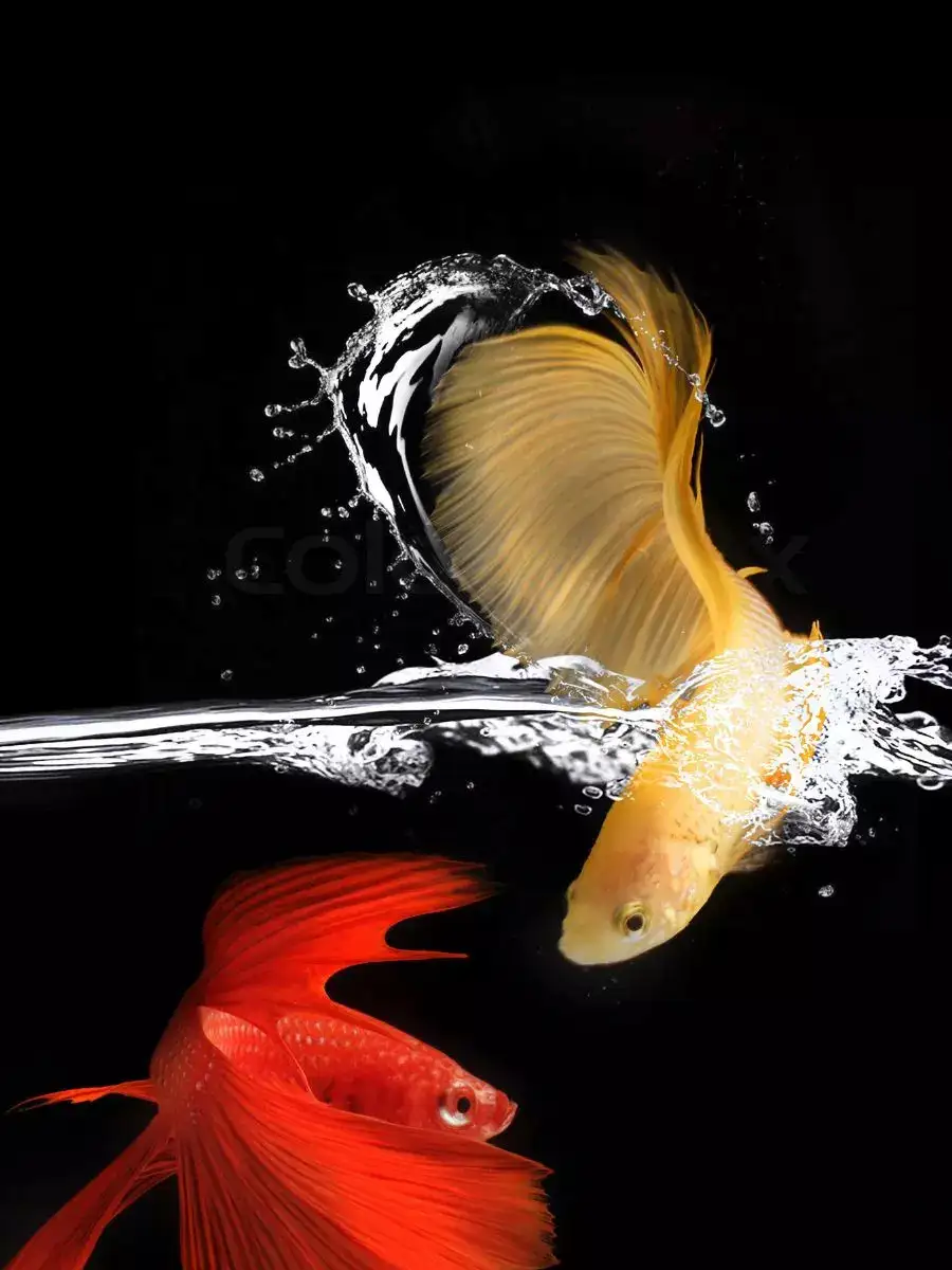 Maintaining A Healthy Aquarium: Tips & Guidelines | NewsPoint