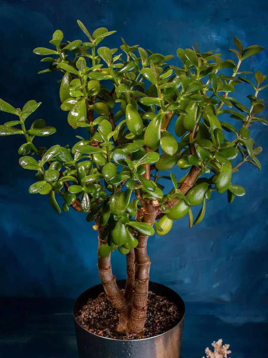 Lucky Charms: Japanese Indoor Plants Known for Bringing Prosperity ...