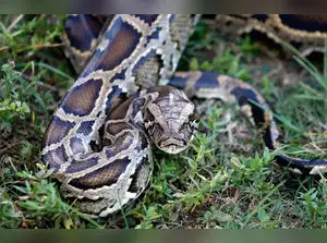 Florida man finds the world's largest Burmese python, fights it - The ...