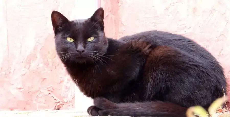 superstition: Indian superstitions and the possible facts behind them ...