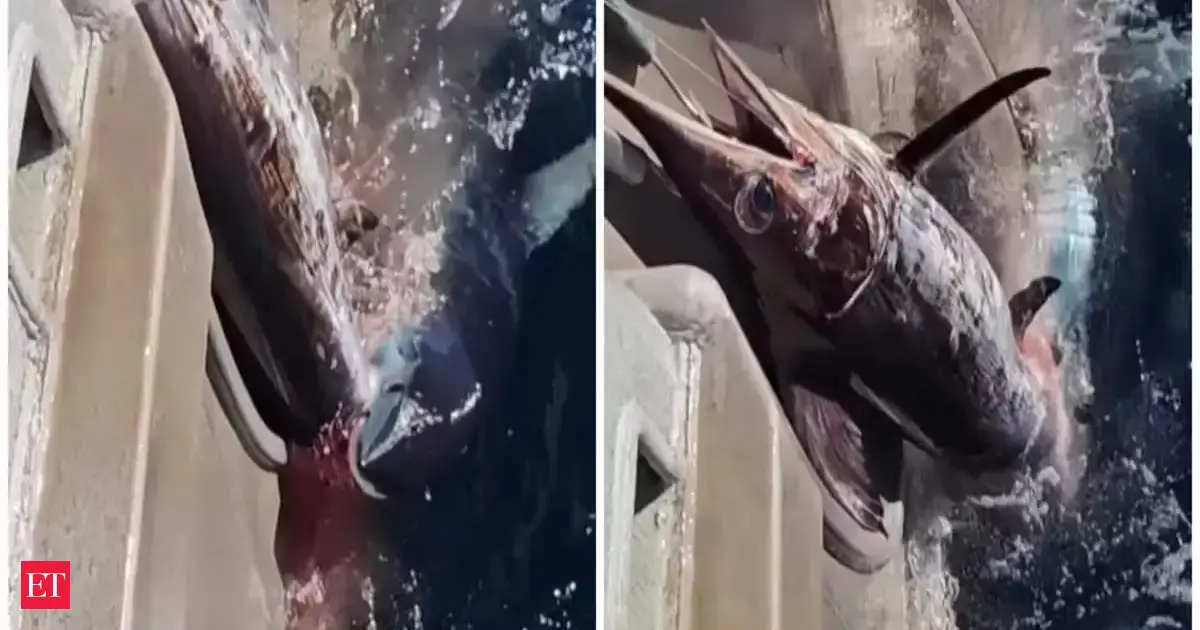 fishing: Fishing crew fights off 8-foot-long shark over a swordfish ...