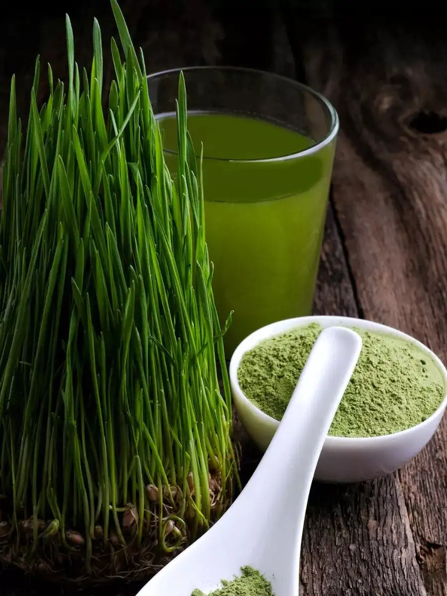 Benefits Of Wheatgrass: The Power-Packed Superfood | NewsPoint