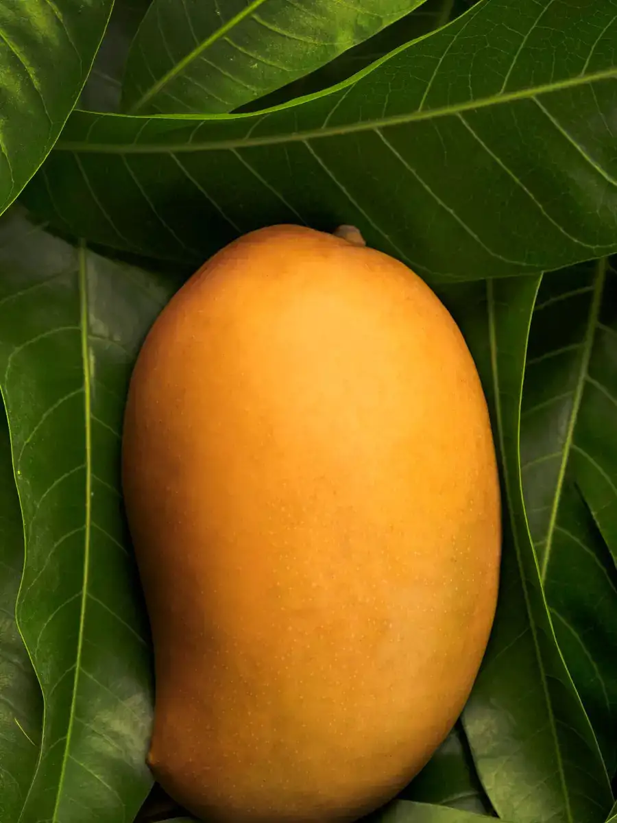 National Mango Day: Celebrating The King Of Fruits - Ideas ...
