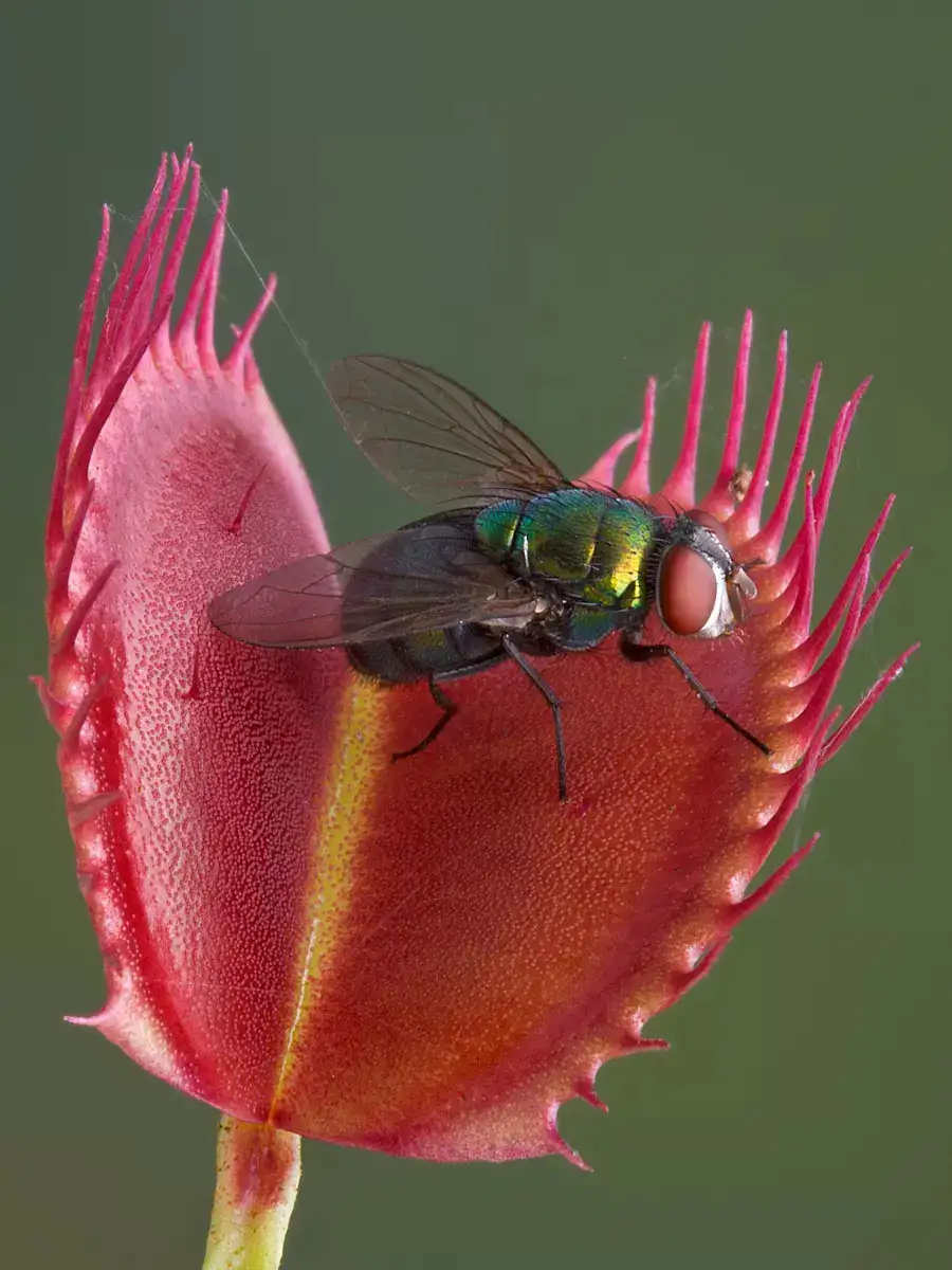 Deadly! 10 Carnivorous Plants With Animal Killing Traps | NewsPoint