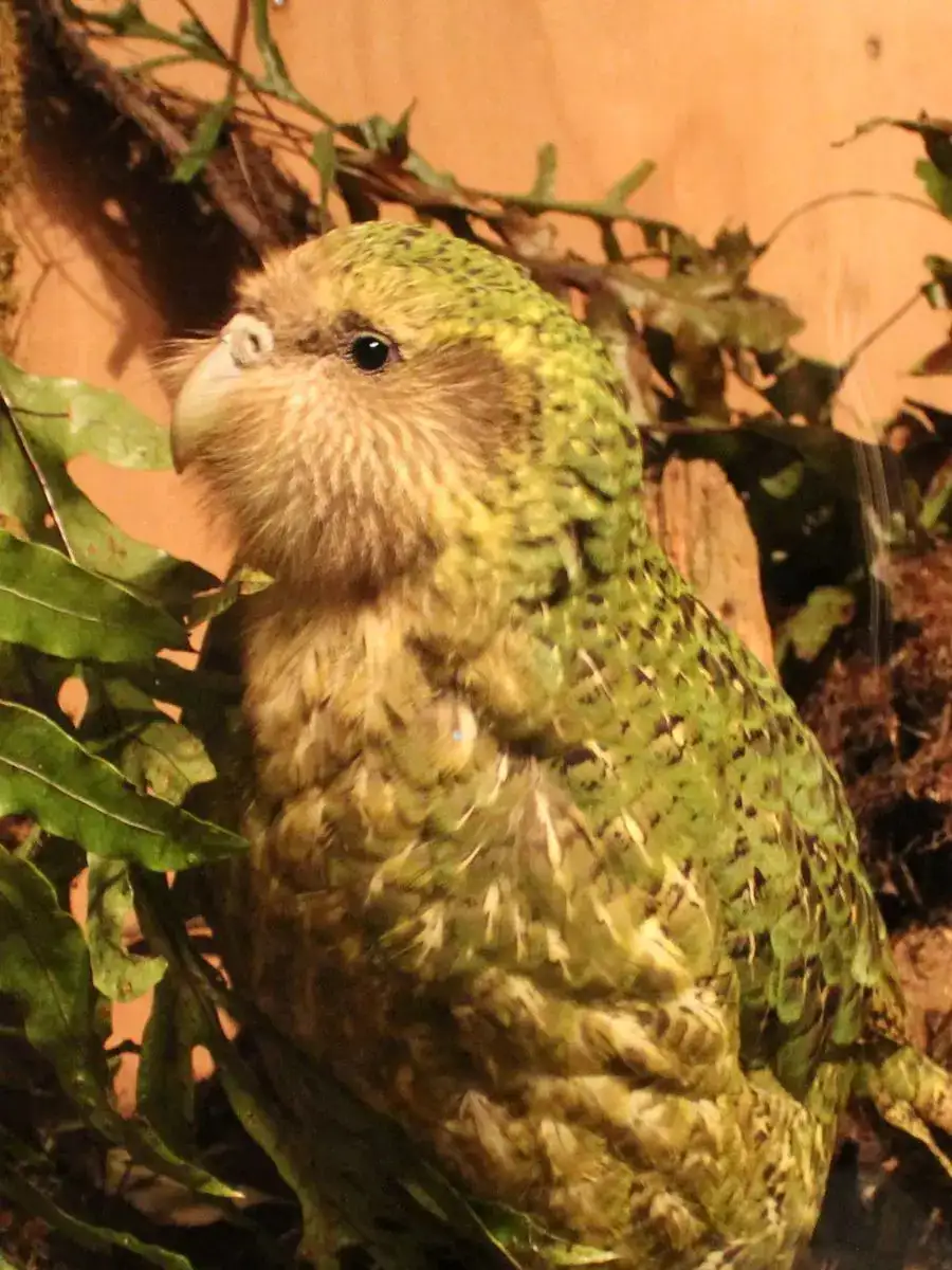 7 Fascinating Birds That Can't Fly | Filmipop