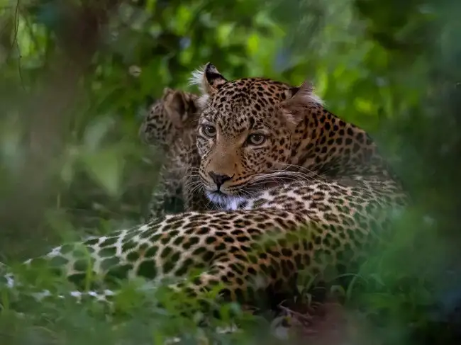 Marathi TV show Leopard: Panic breaks out on Marathi TV show 'Sukh Mhanje Nakki Kay Asta' sets ...