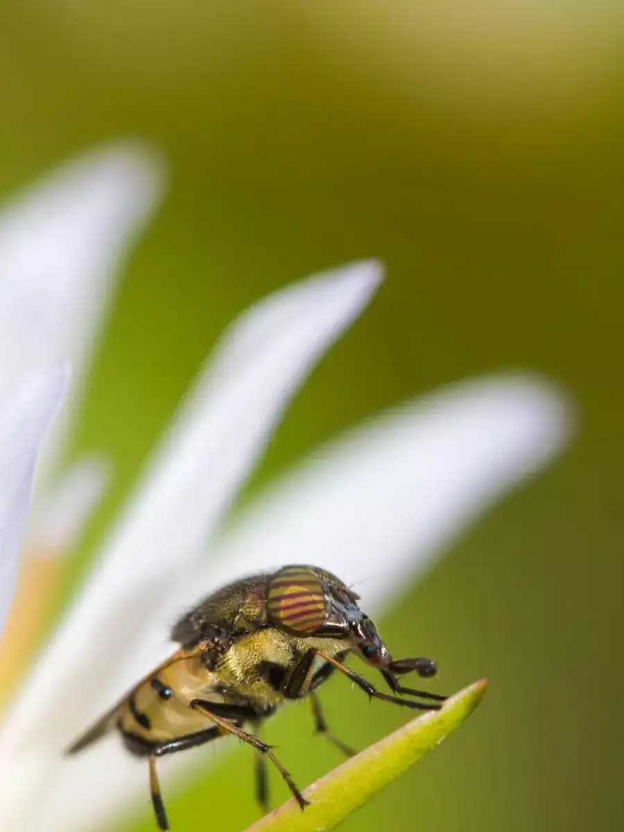 Top 10 Fastest Reproducing Organisms of the World | Filmipop