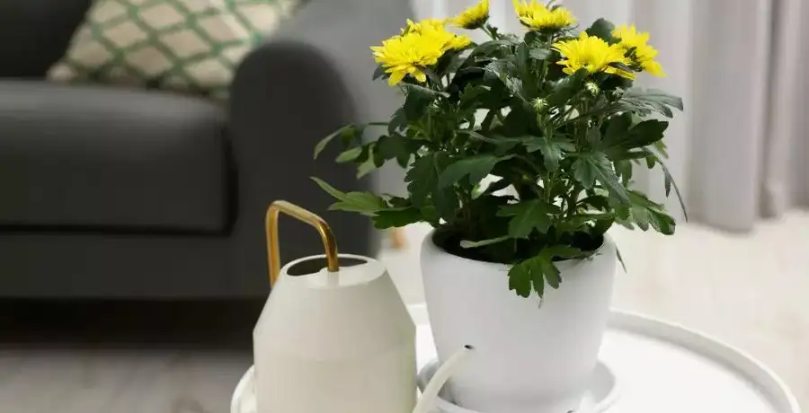 indoor oxygen plants: Incredible indoor plants that release oxygen at ...