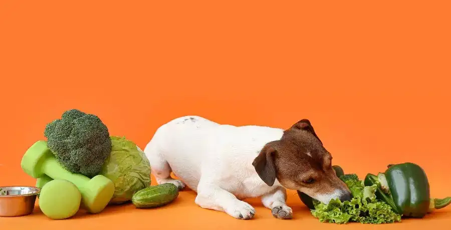 Vegetables that are super healthy for your pet dog | EconomicTimes