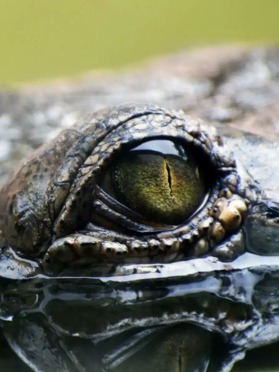 Alligators vs. Crocodiles: 7 Surprising Differences | NewsPoint