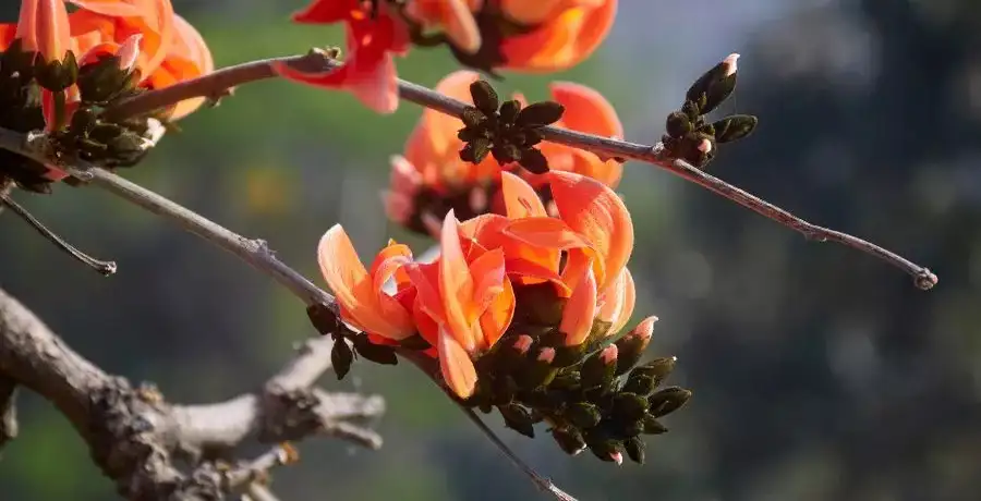 Indian flowers that are considered sacred for Pujas | EconomicTimes