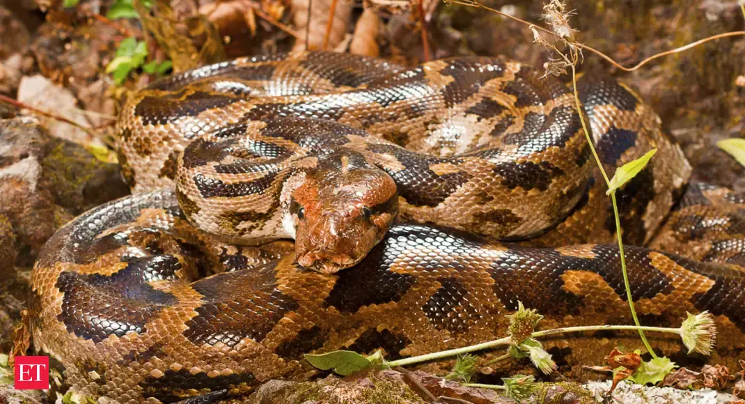 Indian Rock Python, Black Mamba: Snakes capable of swallowing humans ...