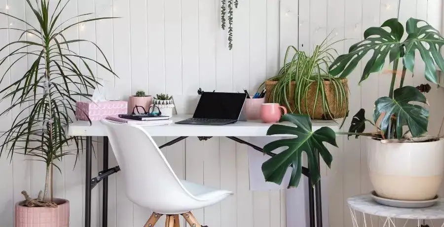small plants: Small and beautiful plants to decorate your office desk ...
