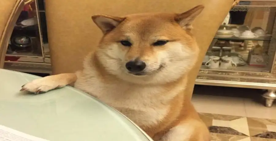 viral meme dog: Viral meme dog 'Cheems Balltez' passes away at age 12 ...