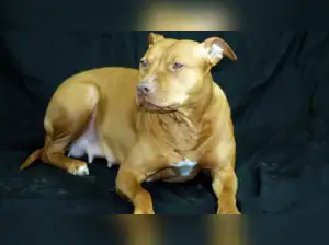 Pit bull attacks 8-year-old kid in Ghaziabad, owners booked - The ...