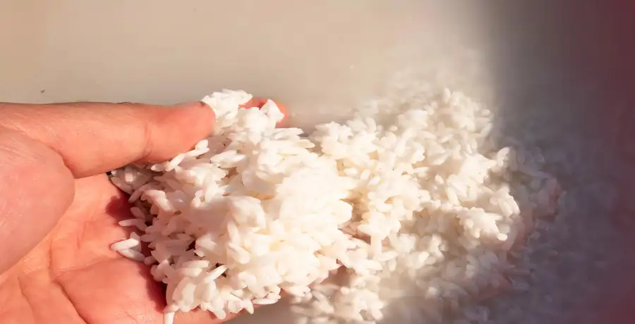 food and drug administration: Here's a magic rice that requires no ...