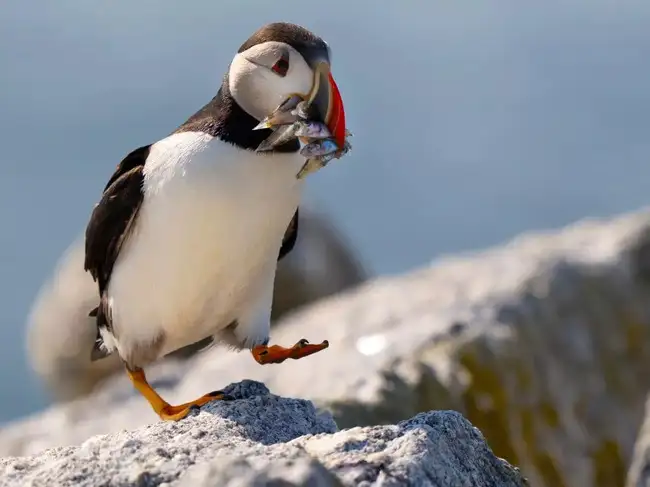 Puffin bird: From crisis to hope: Against all odds, Maine's Puffin bird ...