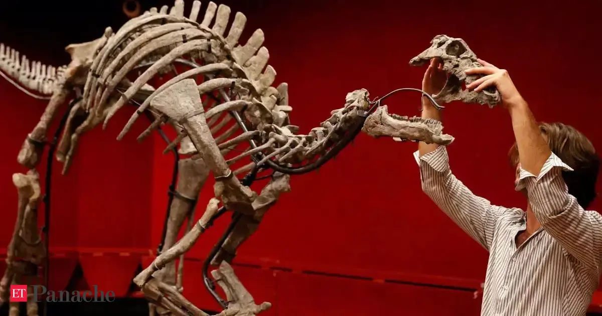 dinosaur skeleton: Rare dinosaur skeleton from late Jurassic era up for ...