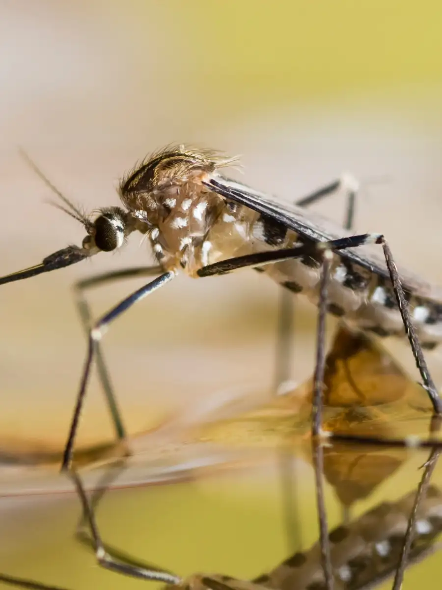 What is Dengue Hemorrhagic Fever? 7 dangerous signs to be aware of ...