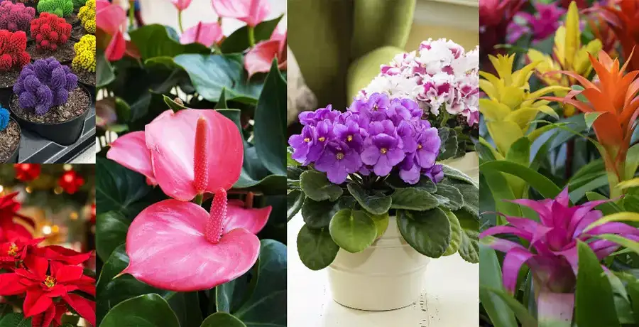 Indoor gardens of color: Vibrant plants to brighten your home ...