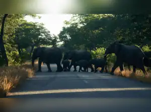 fear: Not lion, but this is what wild animals fear the most - The ...