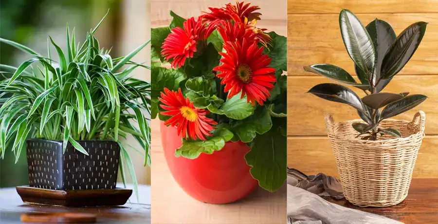 Combat pollution with greenery: Top 10 air-purifying plants for a ...