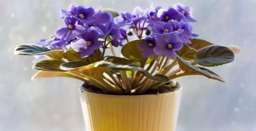 Small indoor plants for your bedside table | EconomicTimes