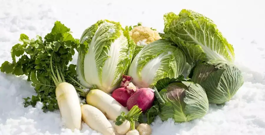 Indian vegetables you can enjoy in winters | EconomicTimes