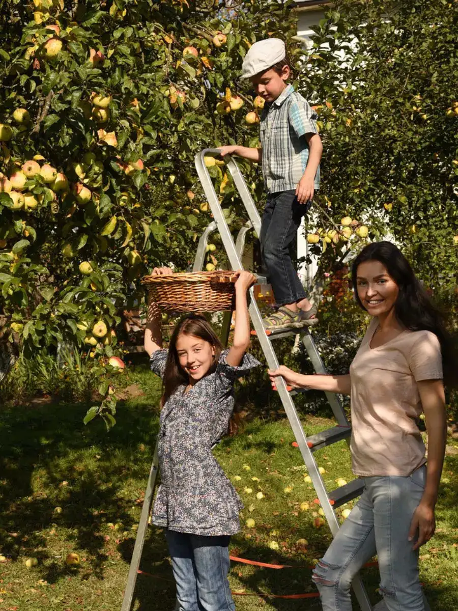 Space-Savvy Fruit Trees In Compact Gardens | NewsPoint