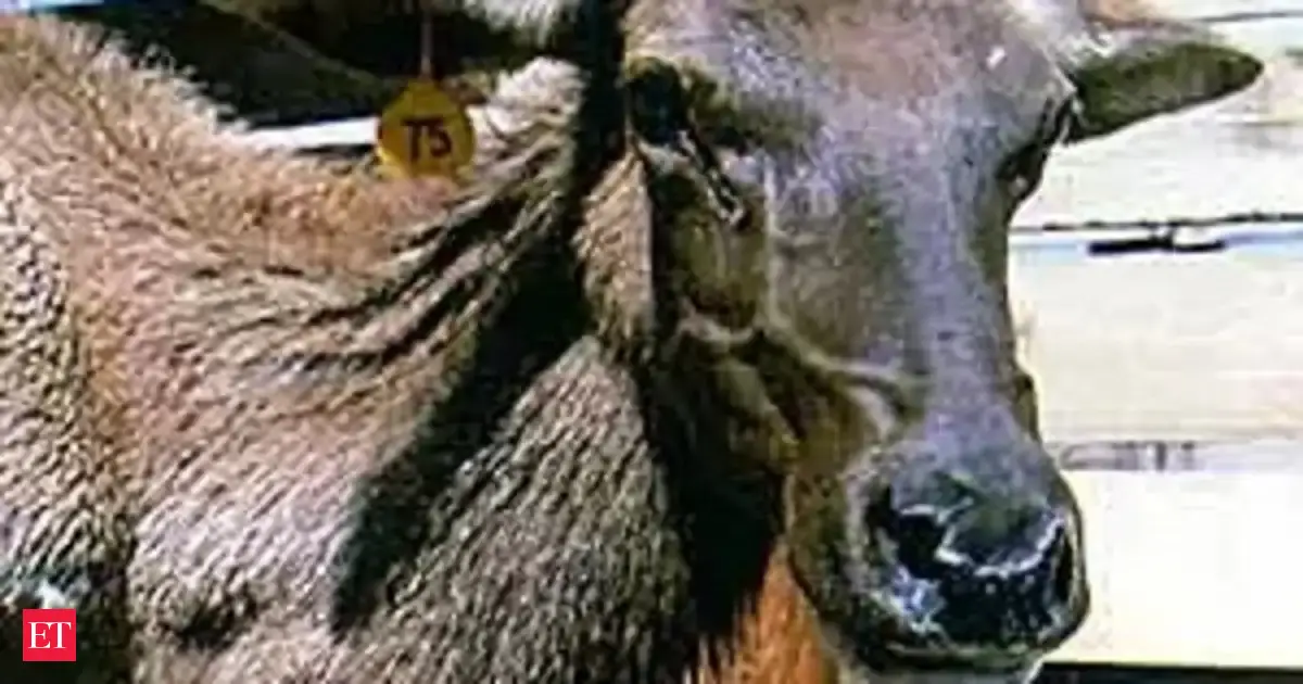 Zombie Deer Disease emerges in Yellowstone: Know about this chronic ...