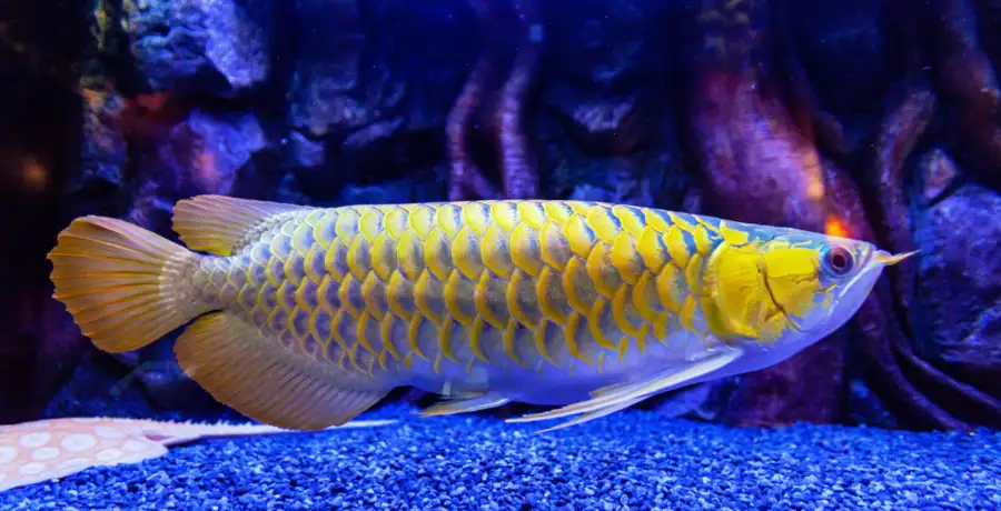 7 exotic freshwater fish to keep at home | EconomicTimes