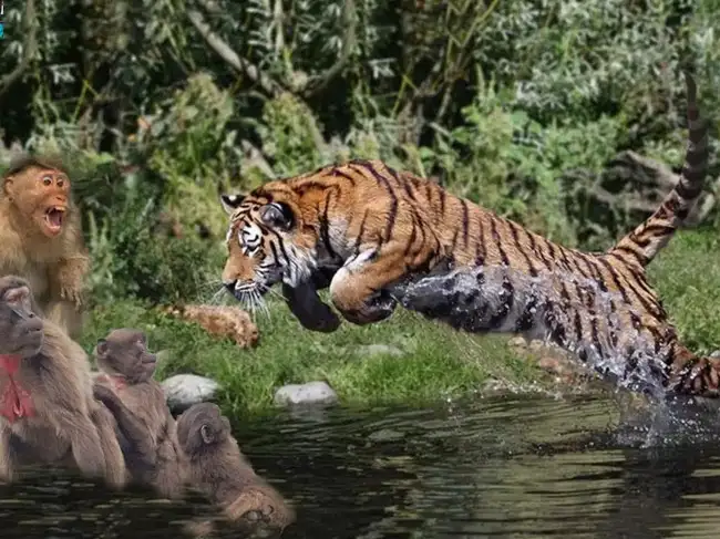 When apes become prey: Monkeys are losing their lives to big cats in ...