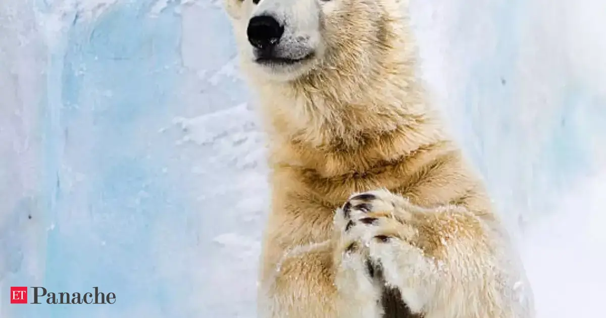 greenland: How global warming forced polar bears to adapt for survival ...