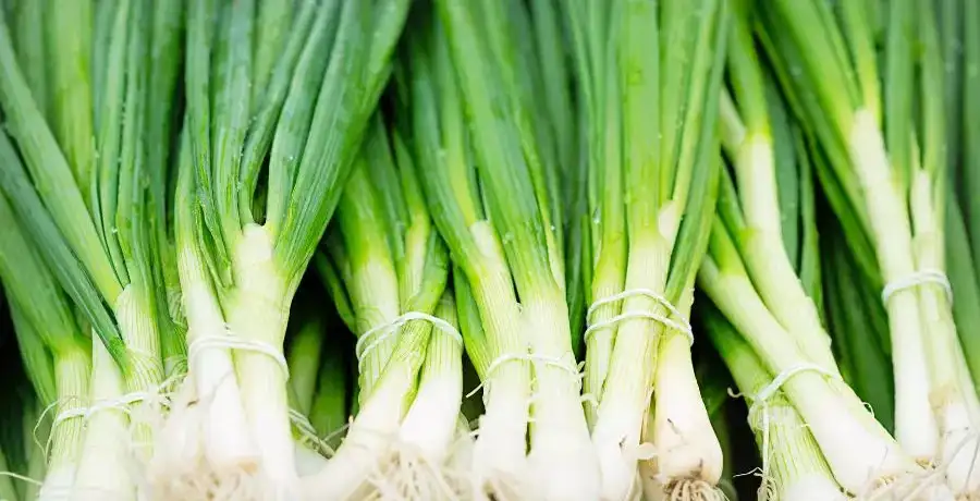 8 health benefits of spring onions or hara pyaaz | EconomicTimes