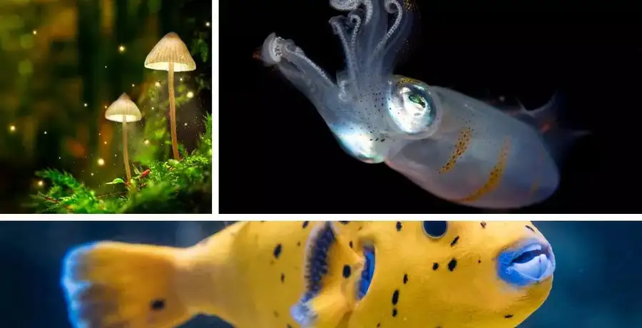 10 animals that emit beautiful light at night | EconomicTimes