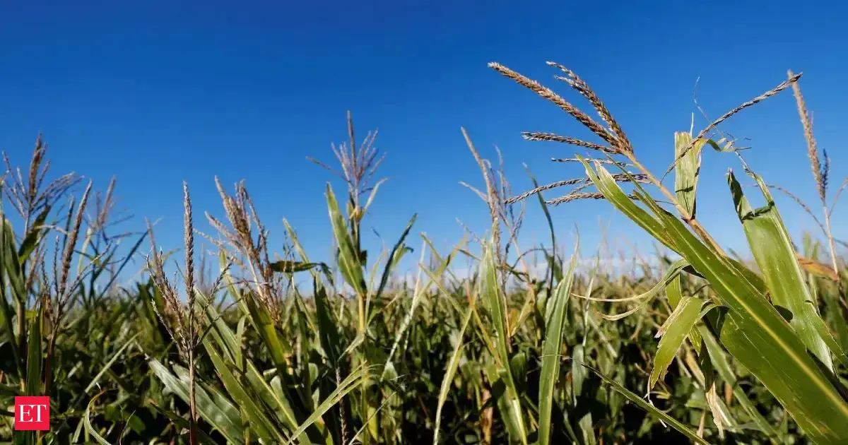 corn: India's corn supplies tightening on strong local demand: Global ...