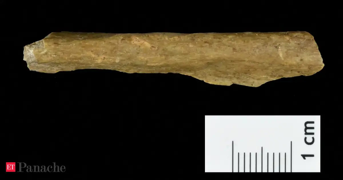 Homo sapiens: Ancient bones in German cave challenge timeline of Homo ...
