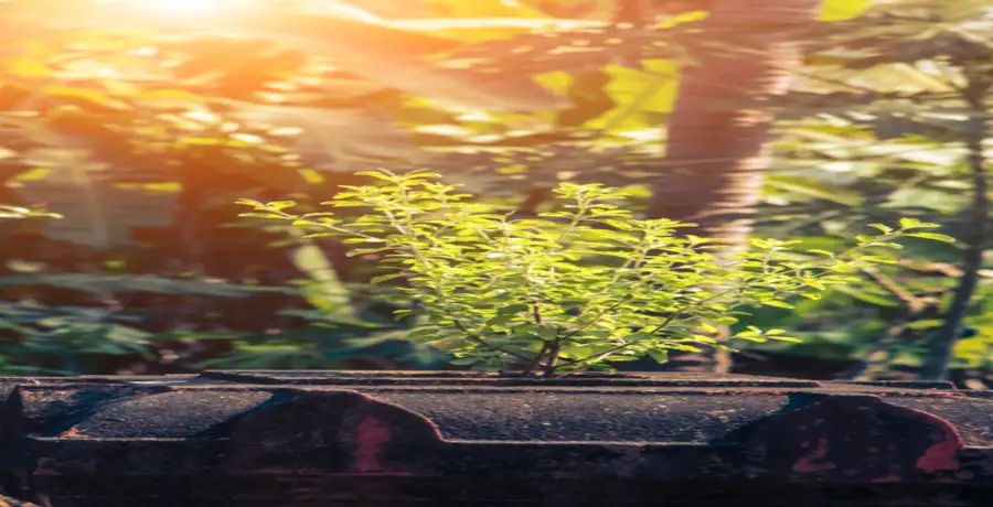 Vastu tips: Location Of Tulsi Plant At Home: Vastu Tips And Suggestions ...