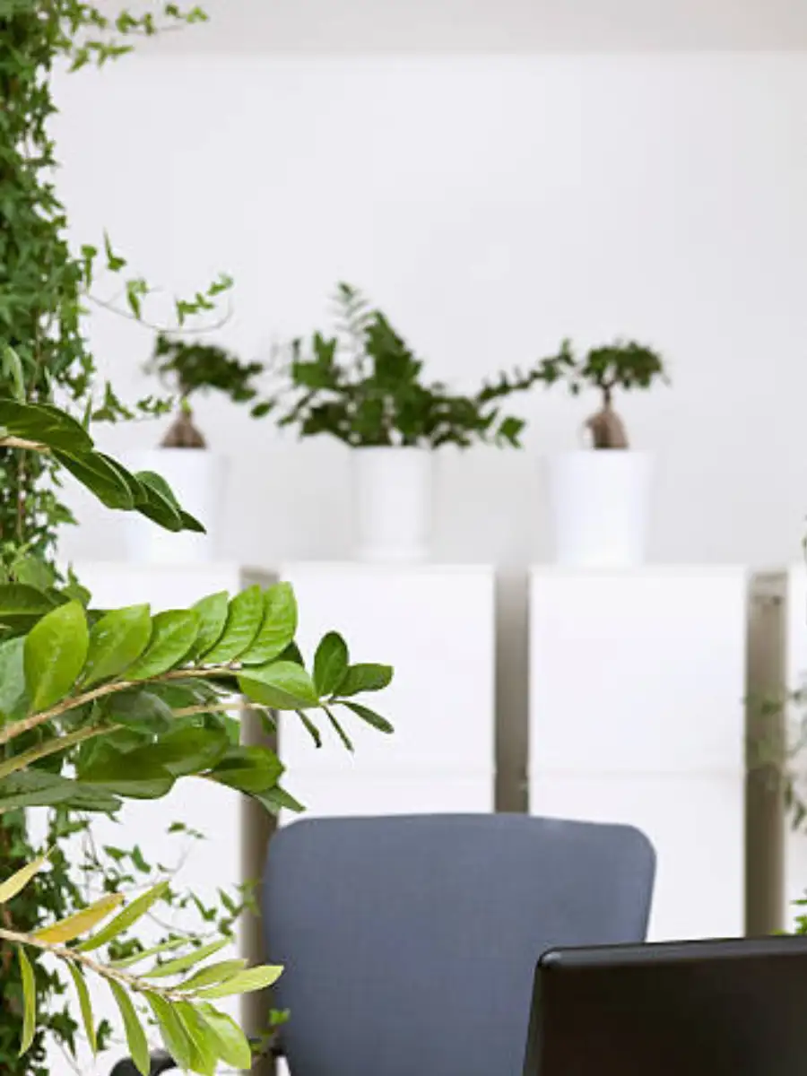 Best office plants that are easy to maintain | EconomicTimes