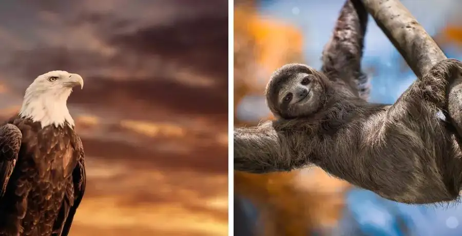 7 animals you didn't know can swim | EconomicTimes