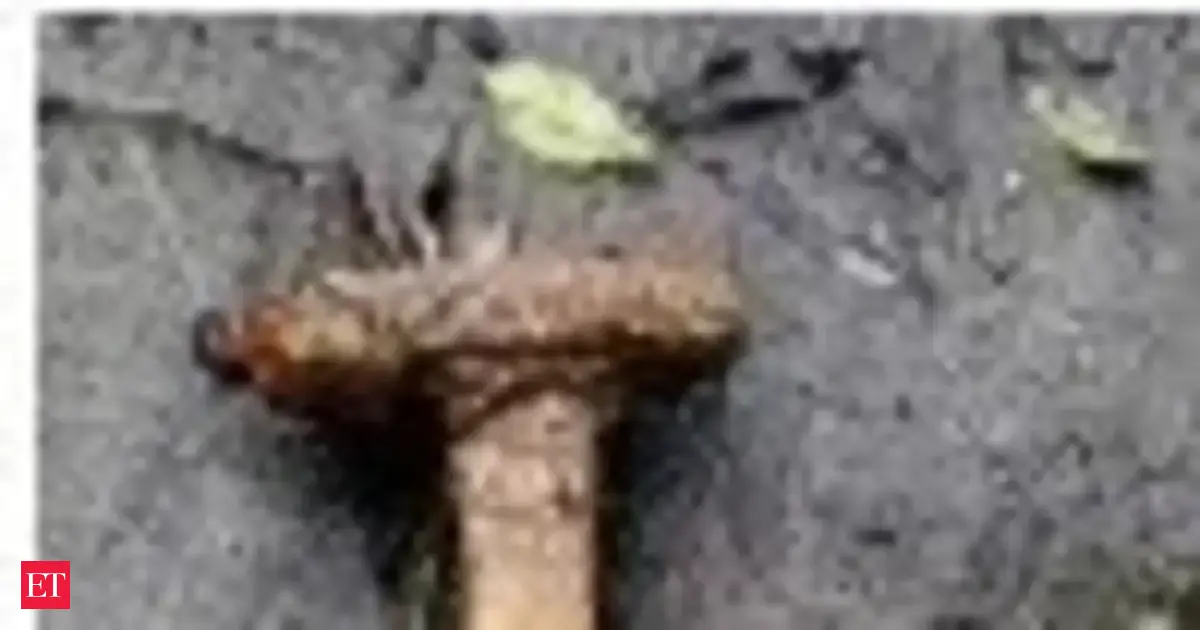 A Treasure Hunter Finds A 1,000-year-old Rusty Viking Sword - The ...